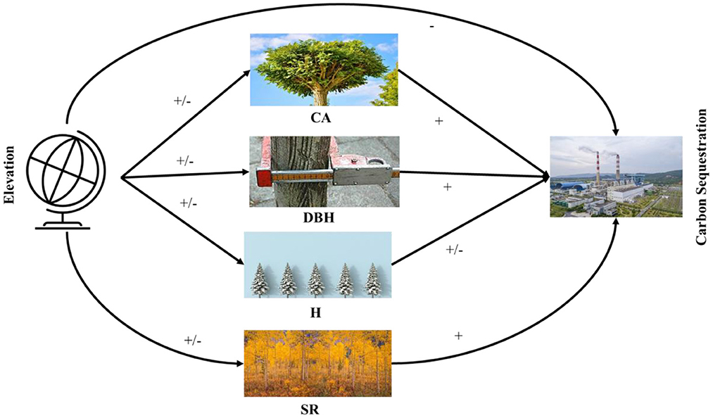 Frontiers | Carbon sequestration potential of different forest types in ...