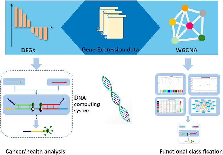 Frontiers | DNA computing for gastric cancer analysis and functional classification