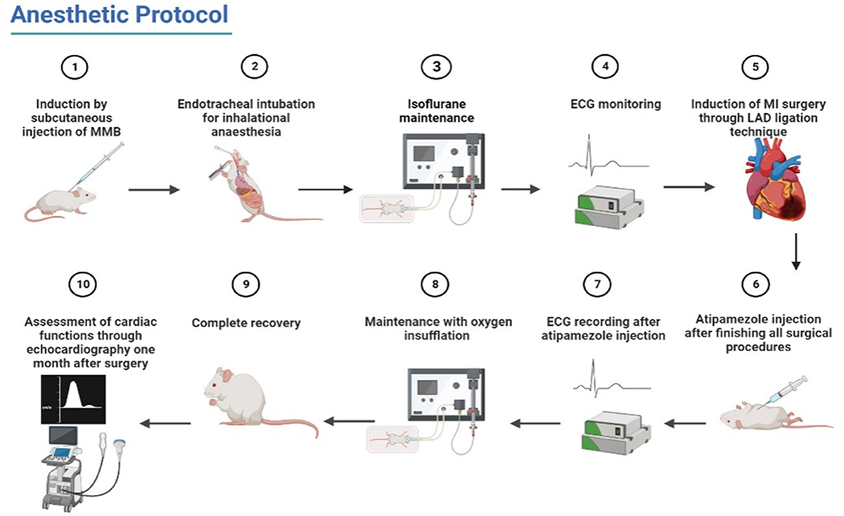 Frontiers | Novel protocol to establish the myocardial infarction model ...