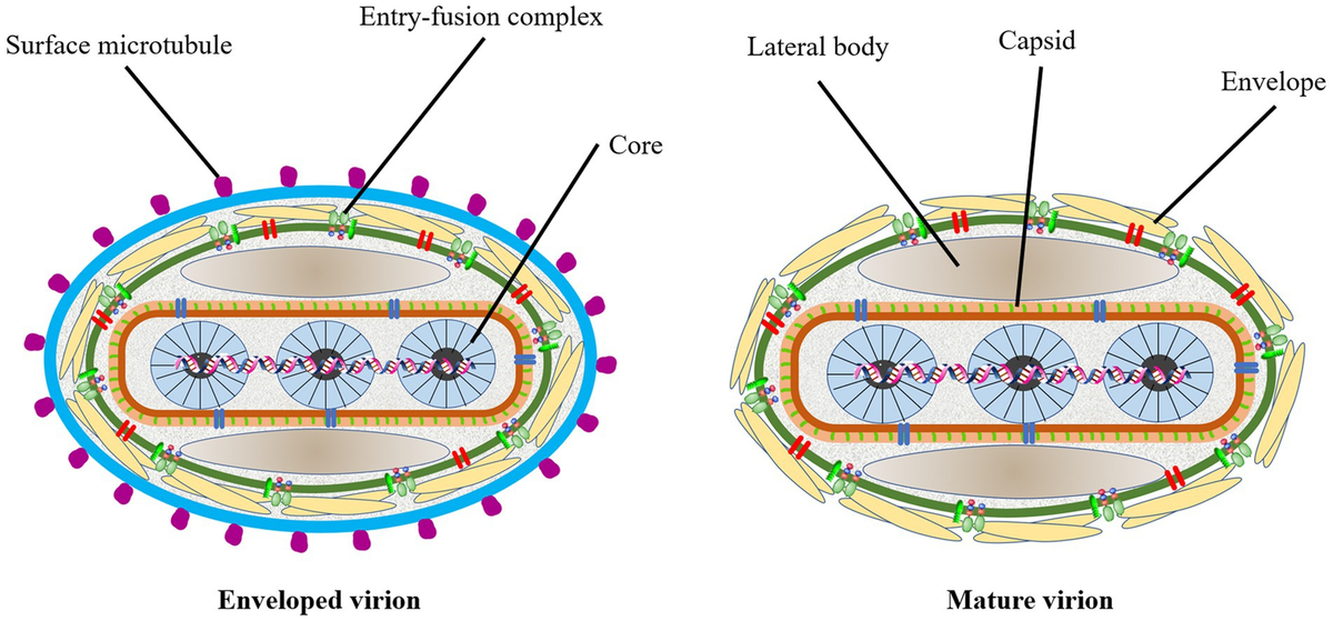 Frontiers | Understanding the research advances on lumpy skin disease ...