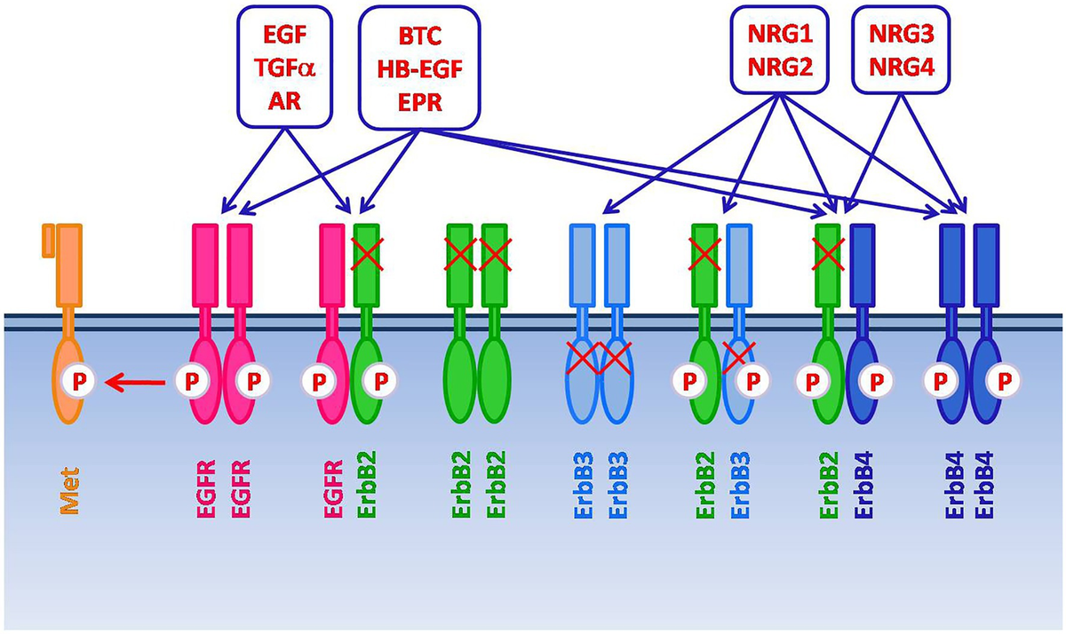 Frontiers | Recent findings on the impact of ErbB receptors status on ...