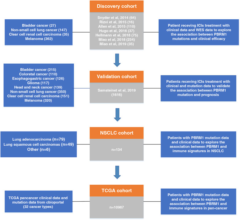 Frontiers | PBRM1 mutation as a predictive biomarker for immunotherapy ...