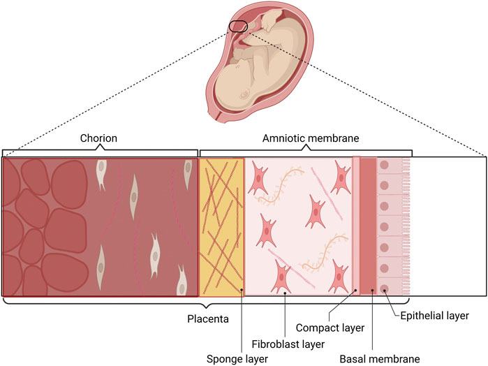 Frontiers | Biological properties and surgical applications of the ...