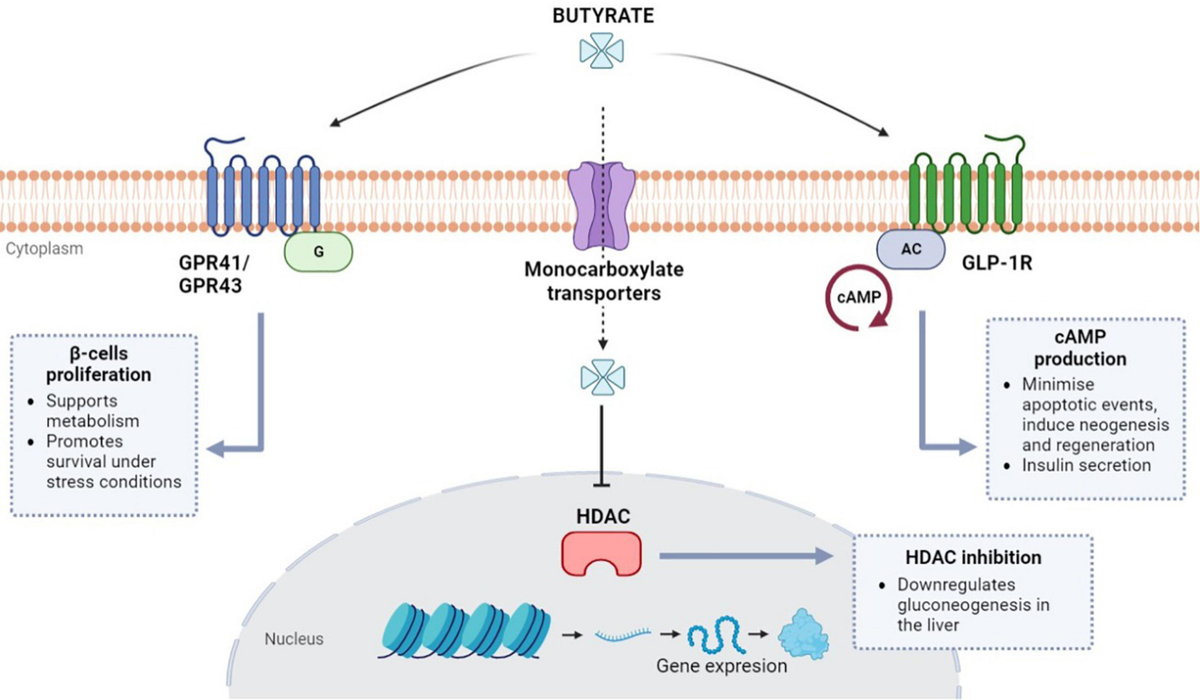 Frontiers | Protective role of butyrate in obesity and diabetes: New ...
