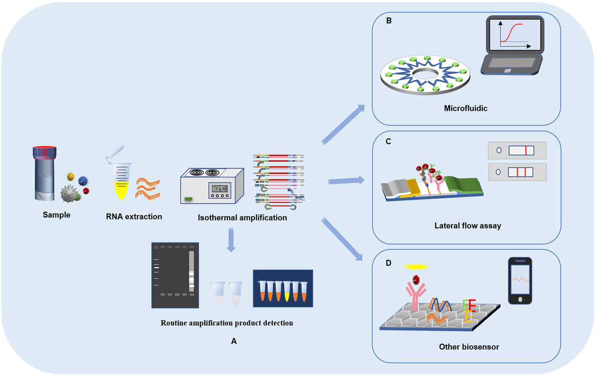 Frontiers | A loop-mediated isothermal amplification-enabled analytical assay for the detection ...
