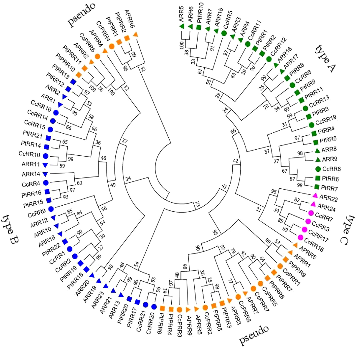 Frontiers | Mining key genes related to root morphogenesis through ...
