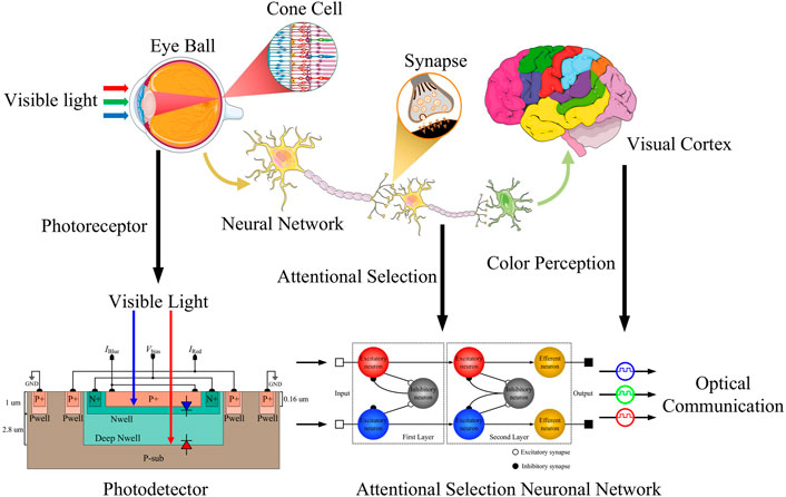 Frontiers | Brain inspired optoelectronic integrated receiver chip for ...
