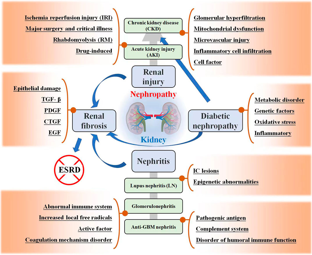 Frontiers | Renal function protection and the mechanism of ginsenosides ...