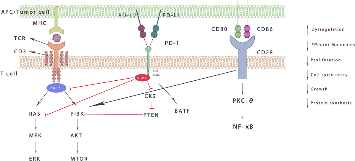 Frontiers | PD-1/PD-L1 checkpoint inhibitors in advanced hepatocellular ...