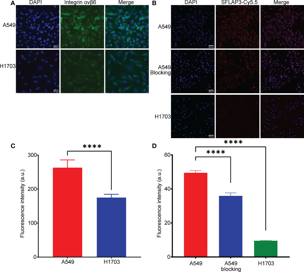 Frontiers | In vivo evaluation of integrin αvβ6-targeting peptide in NSCLC and brain metastasis