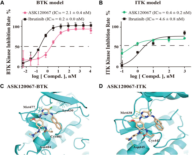 Frontiers | ASK120067 potently suppresses B-cell or T-cell malignancies ...