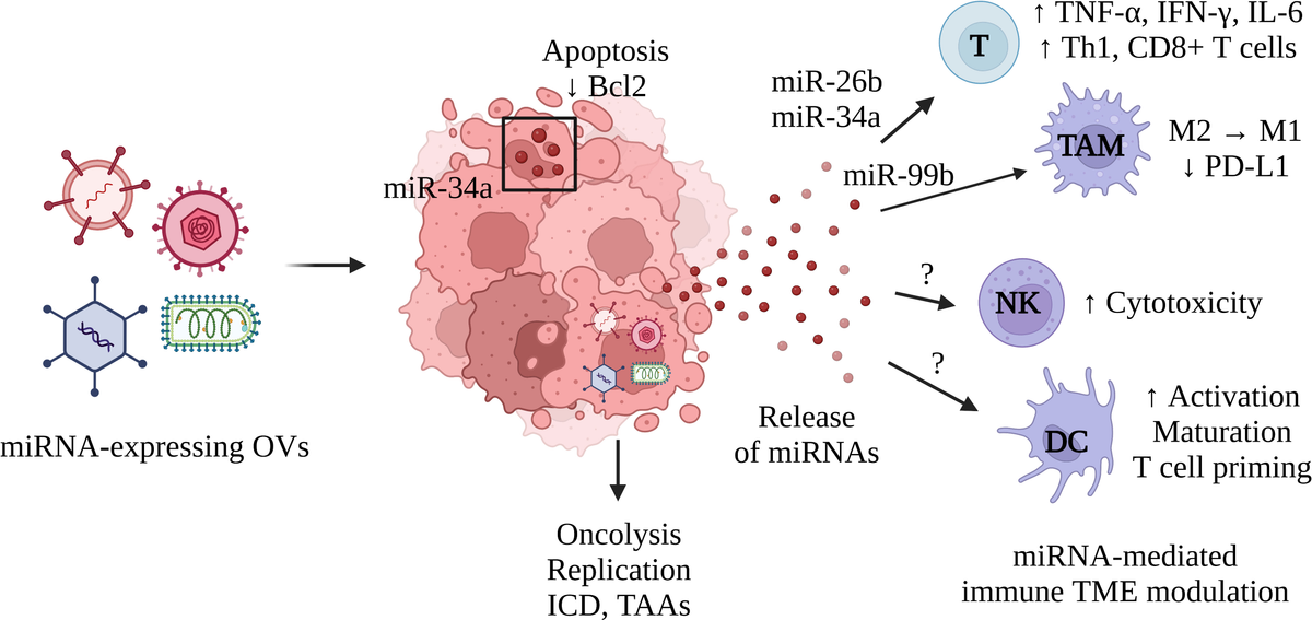 Frontiers | Remodeling the tumor immune microenvironment with oncolytic ...