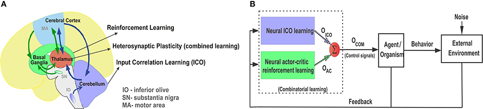 Frontiers | Neuromodulatory adaptive combination of correlation-based learning in cerebellum and ...