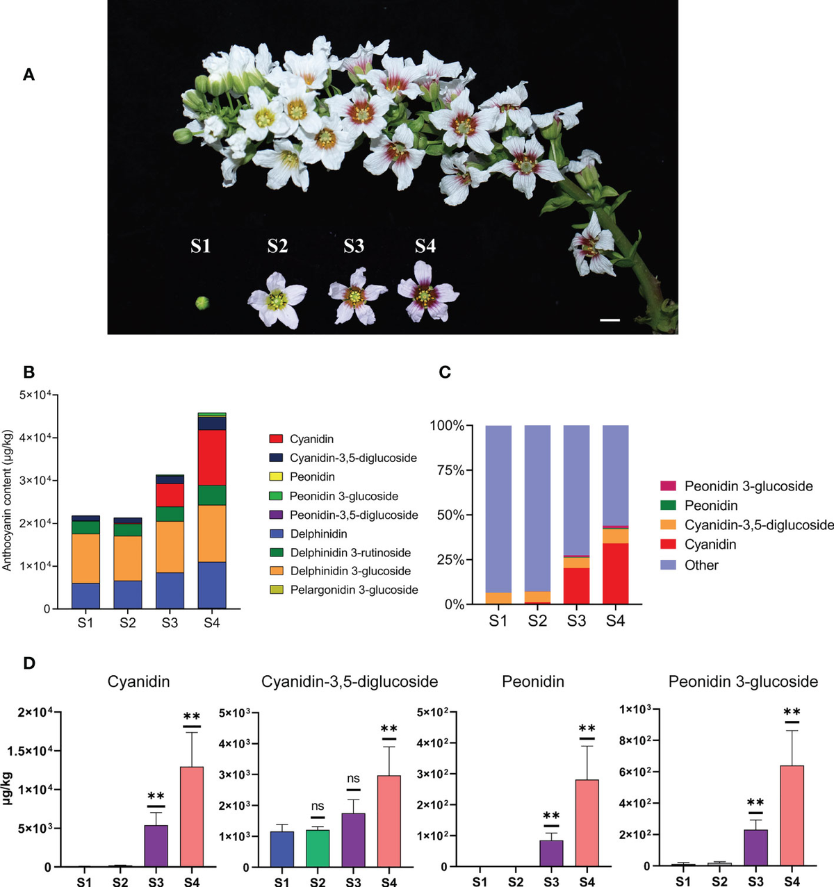 Frontiers | A naturally-occurring phenomenon of flower color change ...
