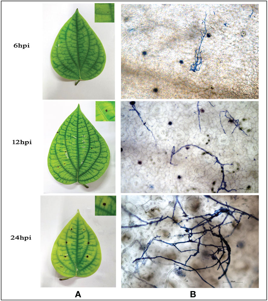 Frontiers | ‘Priming’ protects Piper nigrum L. from Phytophthora ...