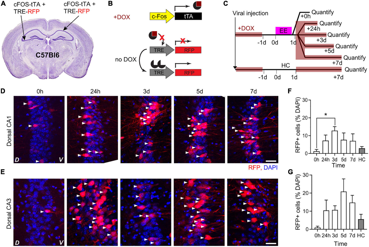 Frontiers | Arc-driven mGRASP highlights CA1 to CA3 synaptic engrams