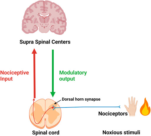 Frontiers | Neuropathic pain: Mechanisms and therapeutic strategies