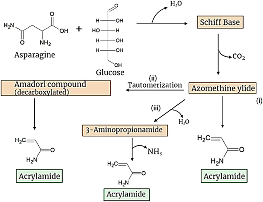 Frontiers | Acrylamide, a toxic maillard by-product and its inhibition ...