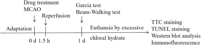 Frontiers | The effect of triple reuptake inhibitor toludesvenlafaxine ...