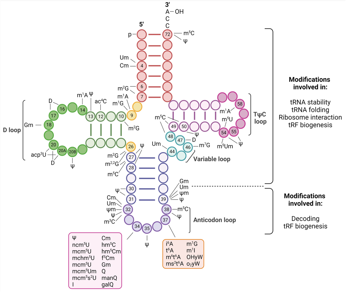 Frontiers | The host tRNA epitranscriptome: A new player in RNA virus ...