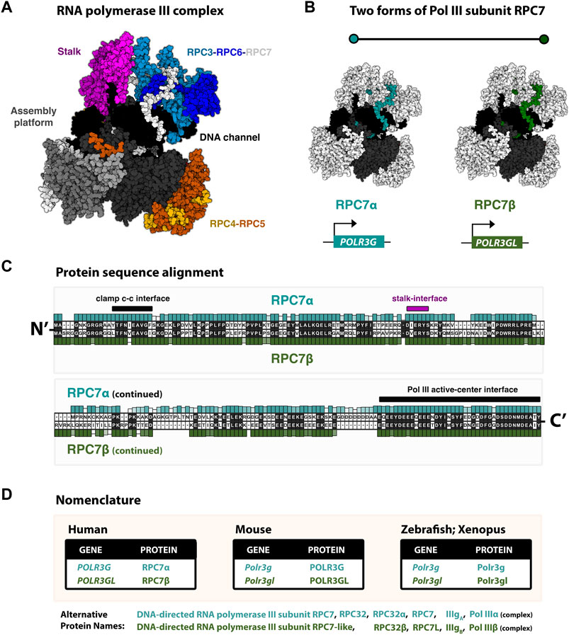 Frontiers | RNA polymerase III transcription and cancer: A tale of two RPC7 subunits
