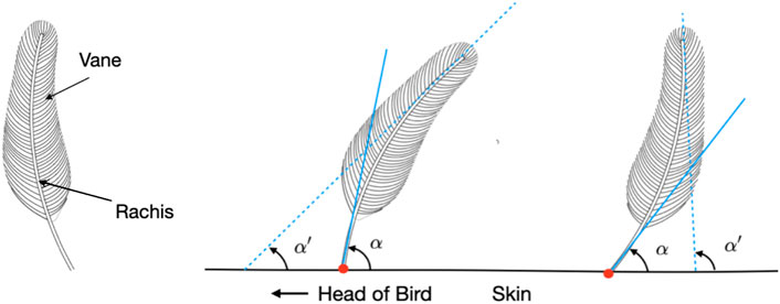 Frontiers | A computer vision framework for quantification of feather ...