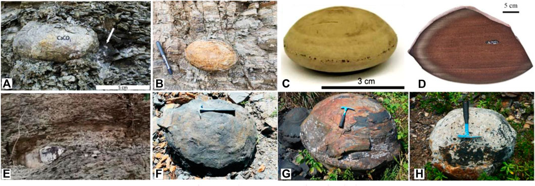 Frontiers | Preservation of molecular fossils in carbonate concretions ...