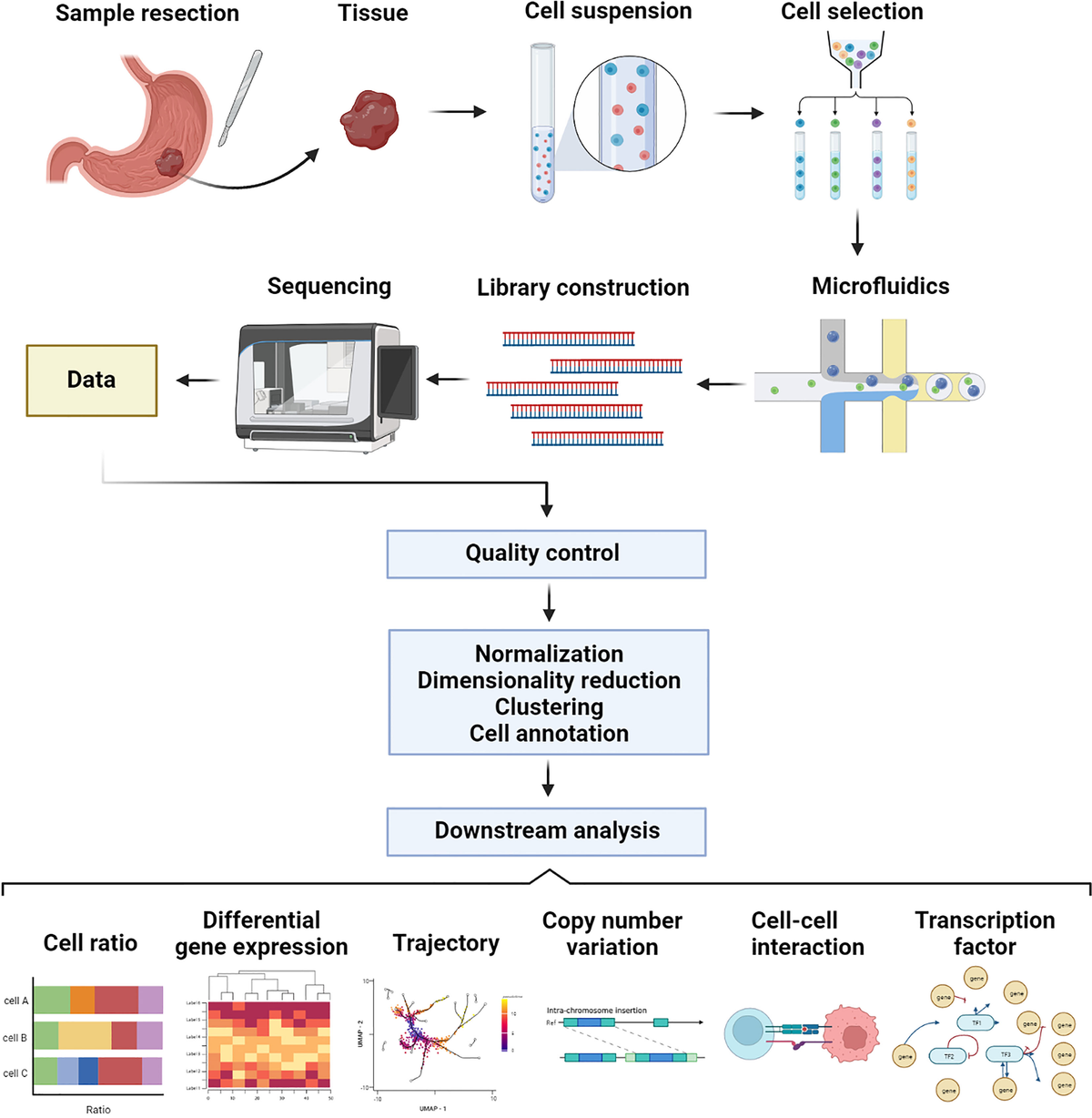 Frontiers | Single-cell transcriptome sequencing reveals heterogeneity ...