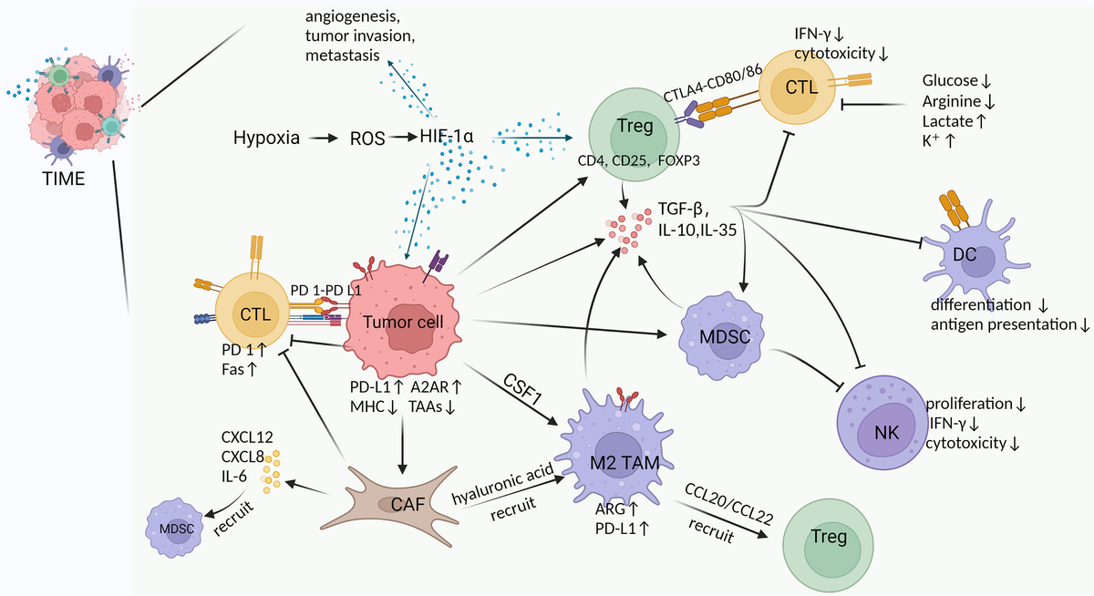 Frontiers | Radiotherapy induced immunogenic cell death by remodeling ...
