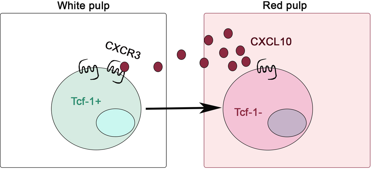 Frontiers | Lymphoid tissue residency: A key to understand Tcf-1+PD-1 ...