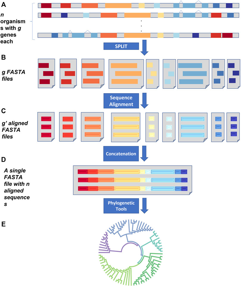 Frontiers | SPLACE: A tool to automatically SPLit, Align, and ConcatenatE genes for phylogenomic ...