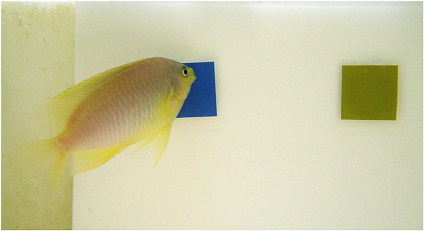 Frontiers | Spectral and spatial selectivity of luminance vision in ...