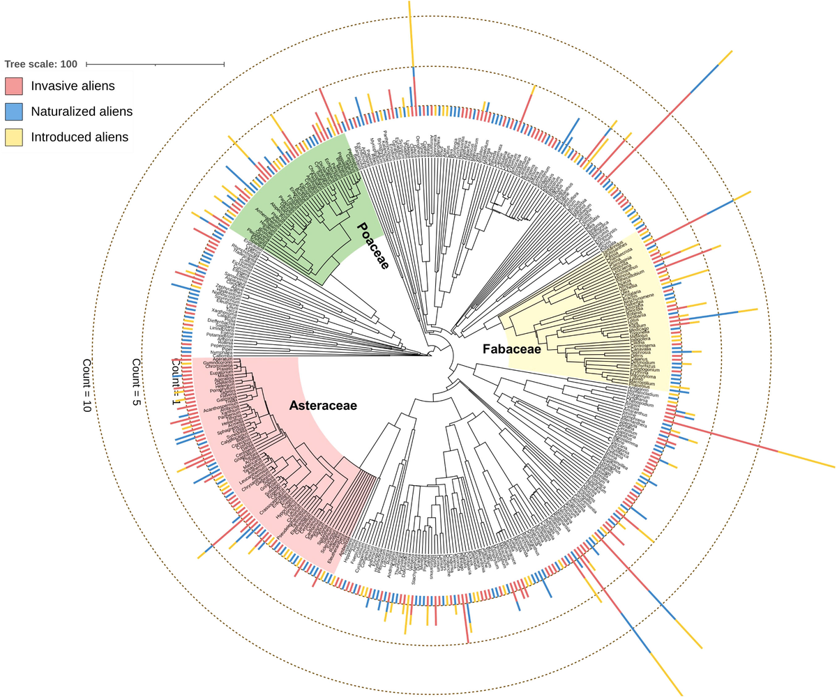 Frontiers | Invasive alien plants are phylogenetically distinct from ...