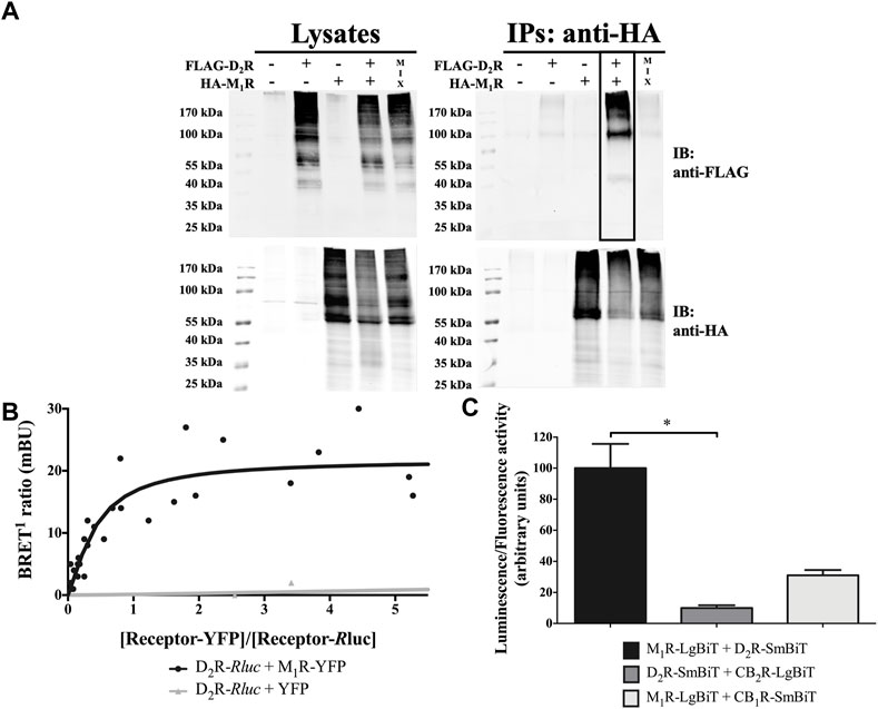 Frontiers | Corrigendum: Striatal dopamine D2-muscarinic acetylcholine ...