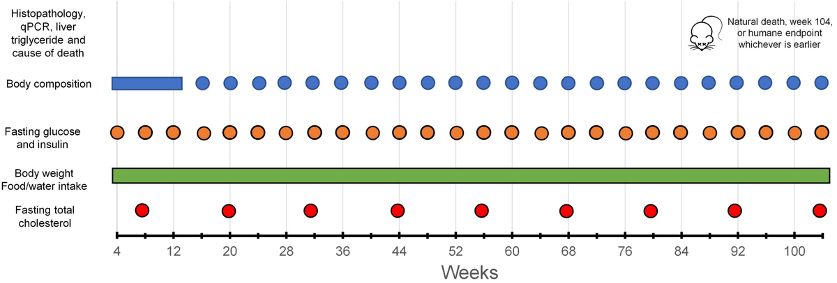 Frontiers | Effect of lifelong sucrose consumption at human-relevant ...