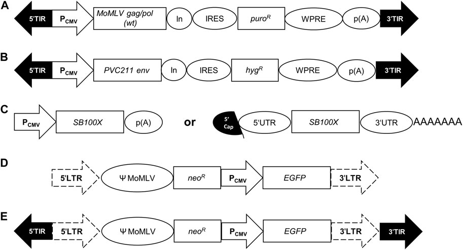 Frontiers | Novel suspension retroviral packaging cells generated by ...