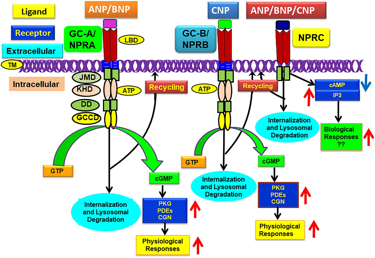 Frontiers | Guanylyl cyclase/natriuretic peptide receptor-A ...