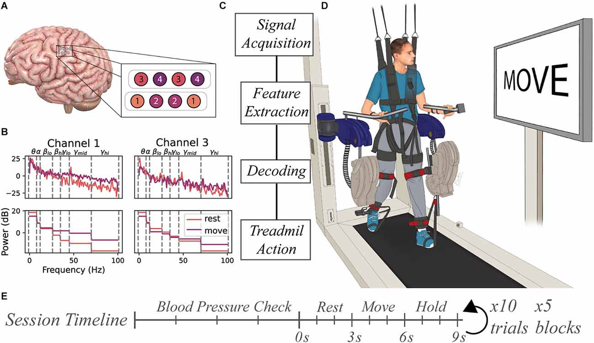 Frontiers | Brain-Computer interface control of stepping from invasive electrocorticography ...