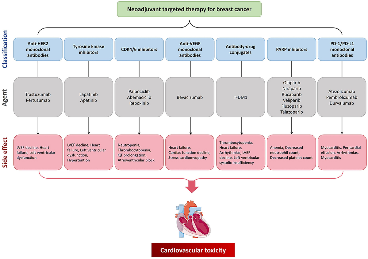 Frontiers | Cardiotoxicity from neoadjuvant targeted treatment for ...