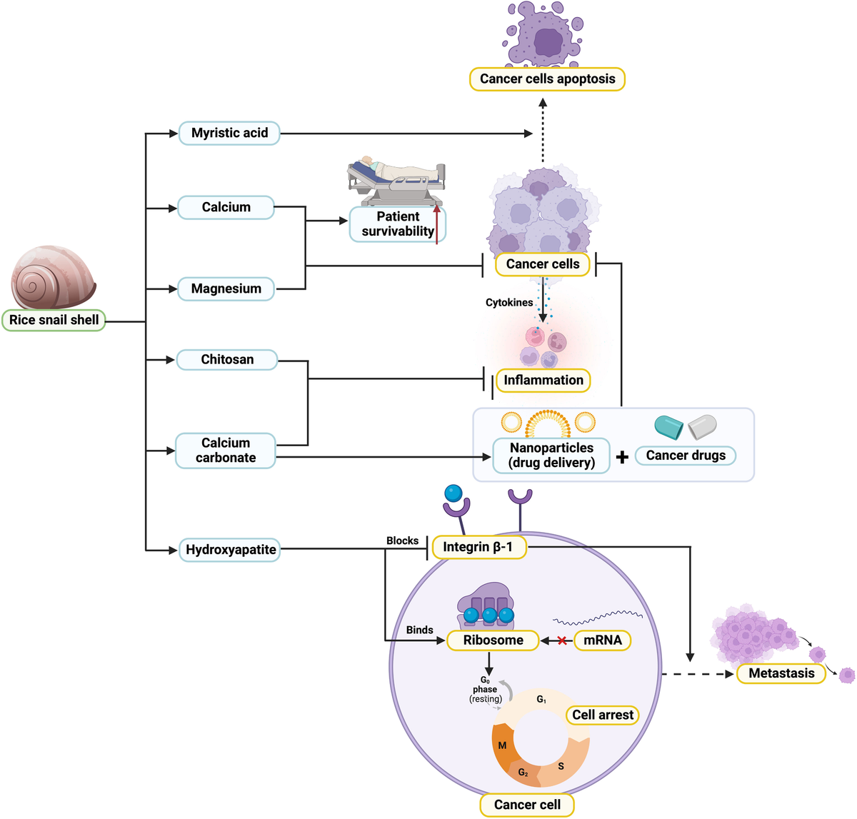 Frontiers | Rice field snail shell anticancer properties: An ...