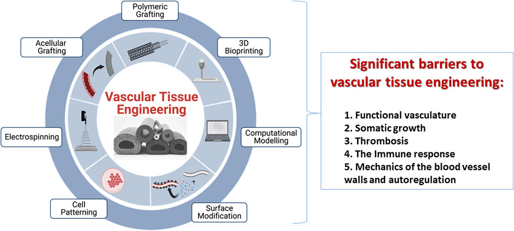 Frontiers | Mitigating challenges and expanding the future of vascular ...