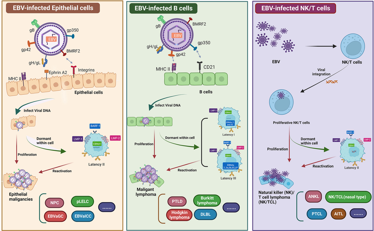 Frontiers | Immunotherapeutic approaches in EBV-associated ...