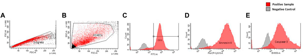 Frontiers | Ex Vivo treatment of coronary artery endothelial cells with ...