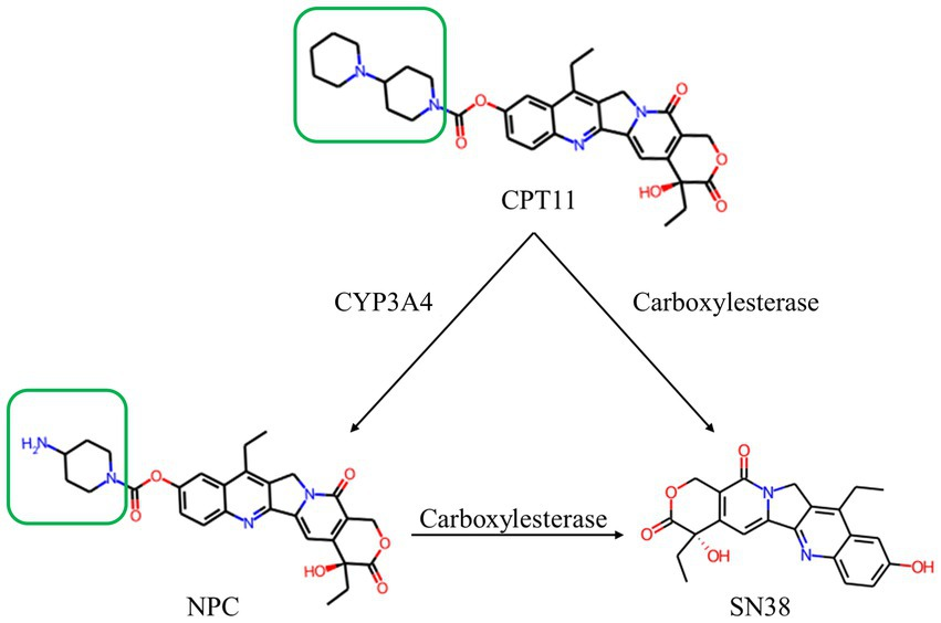 Frontiers | Structural insights into catalytical capability for CPT11 ...