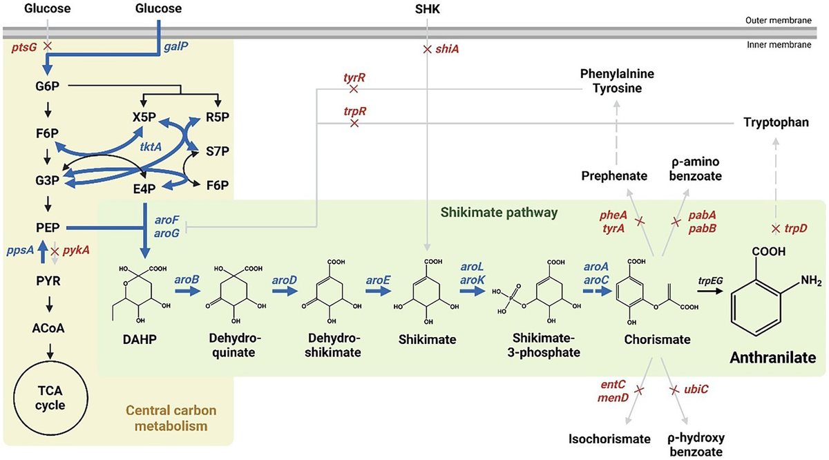 Frontiers | Engineered Escherichia coli cell factory for anthranilate ...
