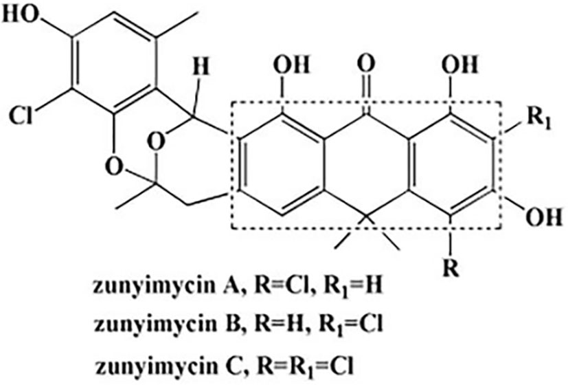 Frontiers | Zunyimycin C enhances immunity and improves cognitive ...