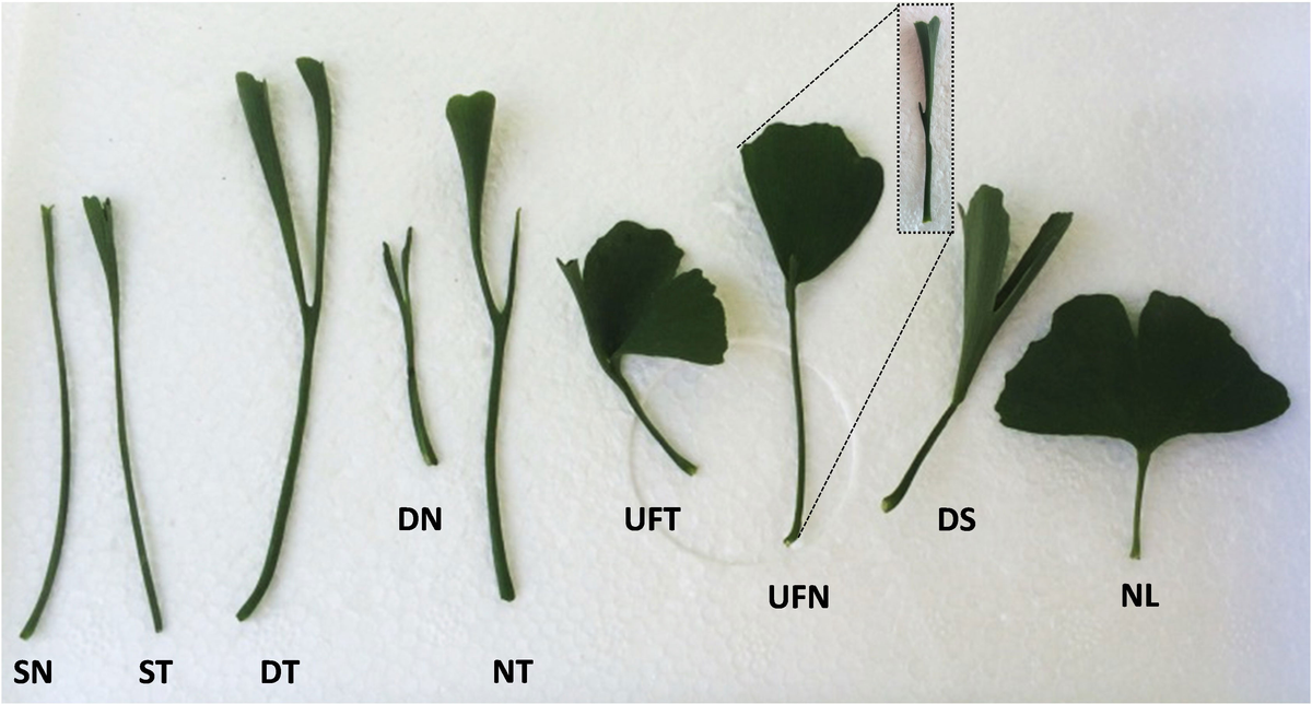 Frontiers | Insight into the formation of trumpet and needle-type leaf in Ginkgo biloba L. mutant