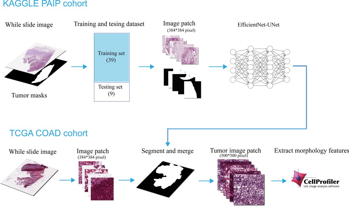 Frontiers | Deep learning-based morphological feature analysis and the prognostic association ...