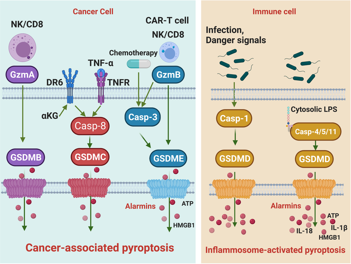 Frontiers | Cancer-associated pyroptosis: A new license to kill tumor