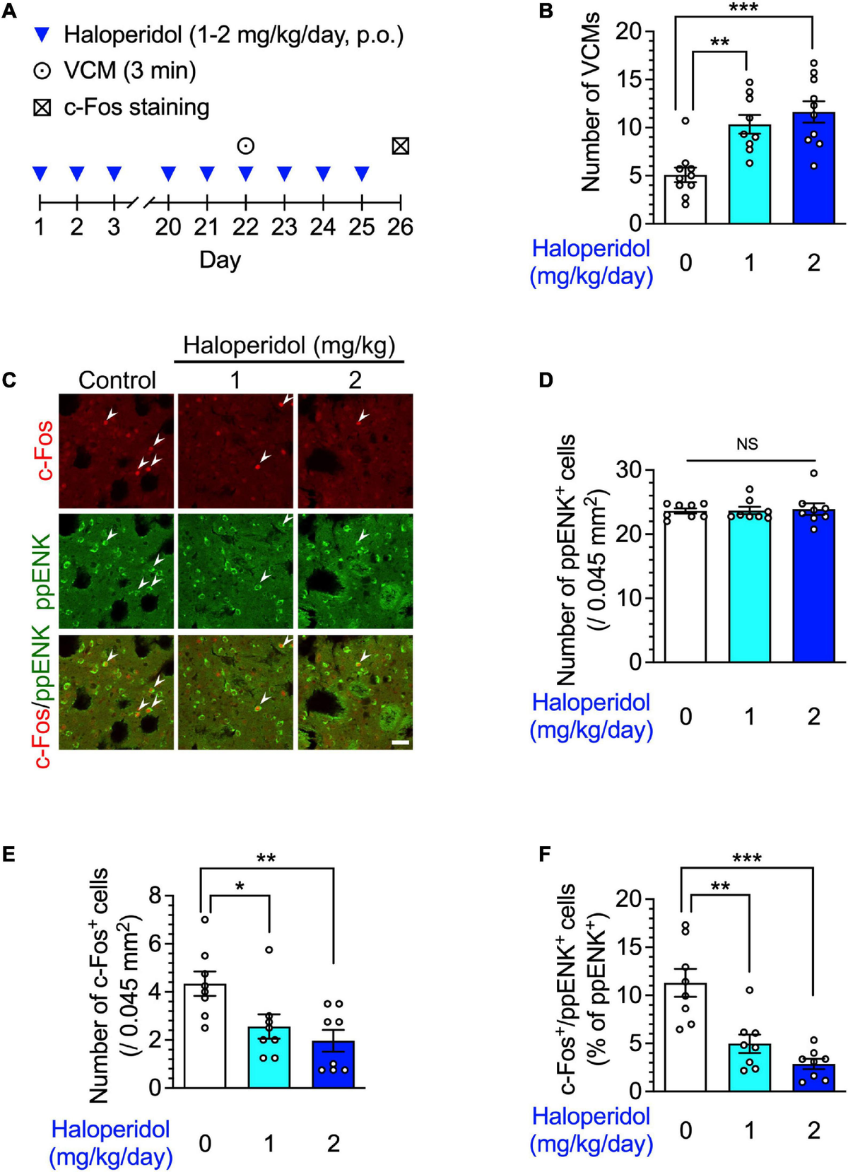 Frontiers | Enhancement of adenosine A2A signaling improves dopamine D2 ...